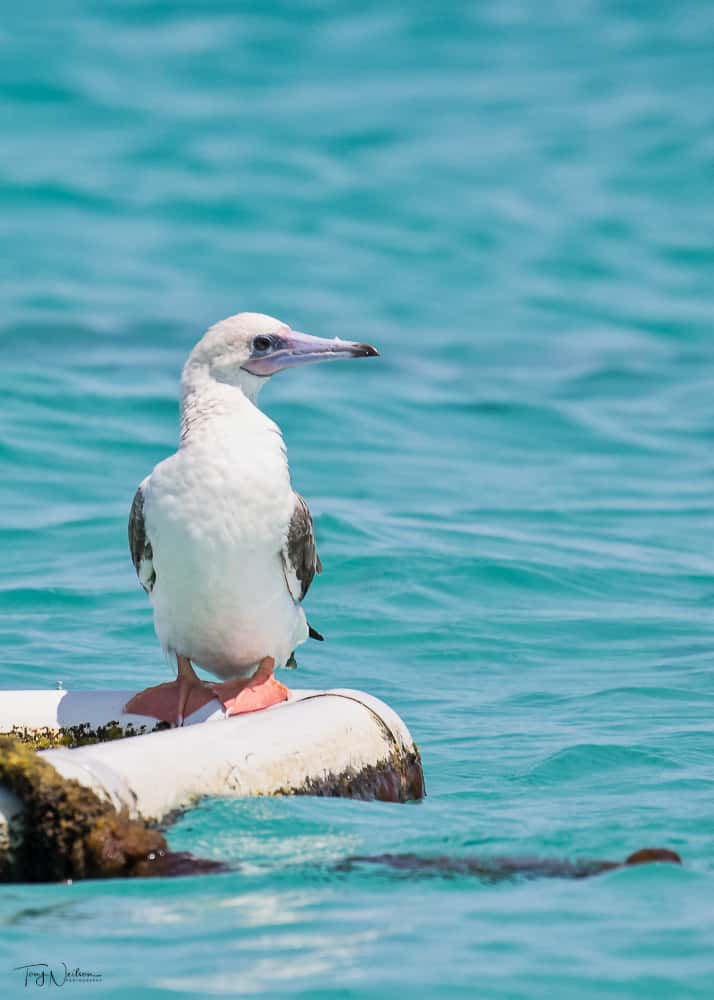 Seastar Cruises | Bird Trails Tropical North Queensland