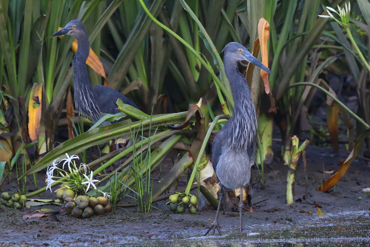 Birds | Bird Trails Tropical North Queensland