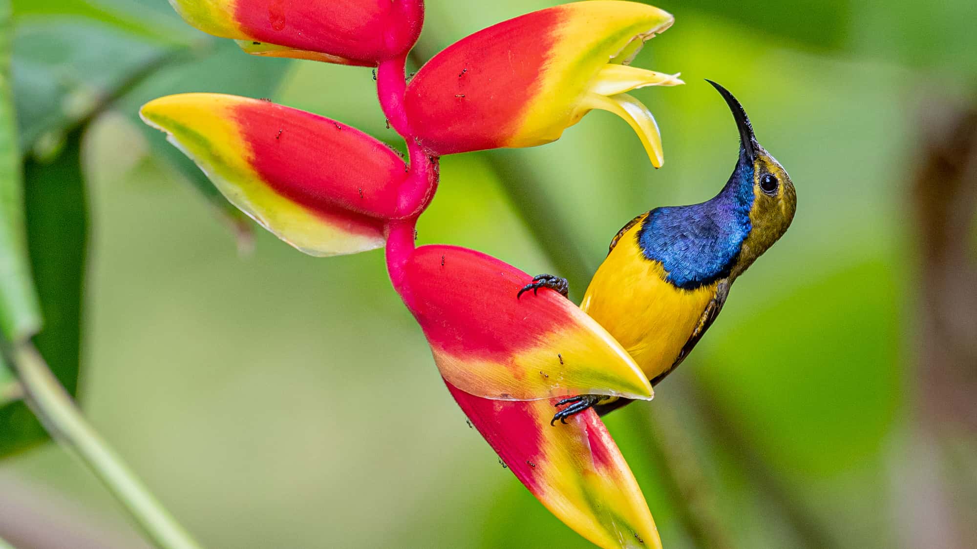 Bird Trails Tropical North Queensland | All the best birding sites ...