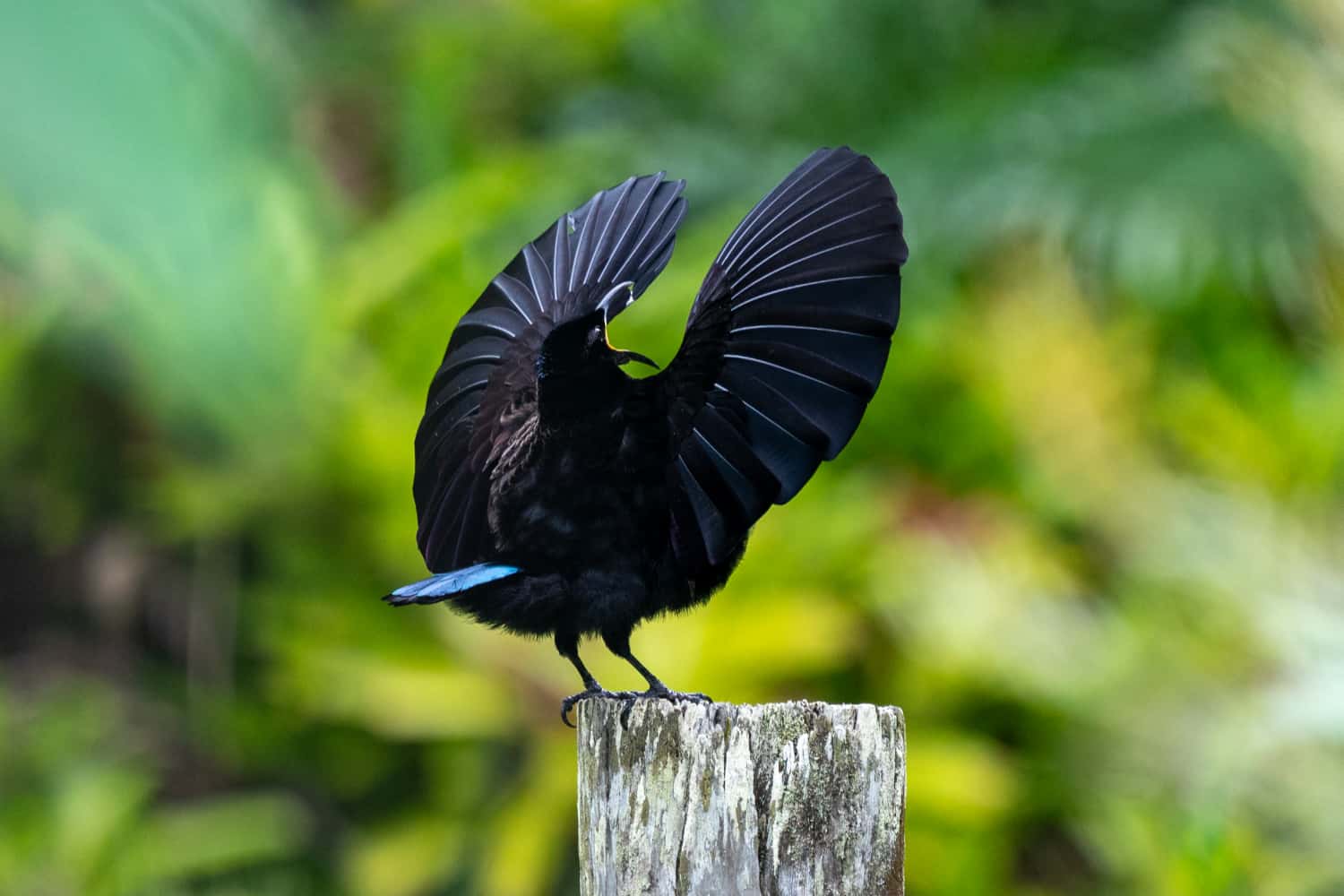 Birds | Bird Trails Tropical North Queensland