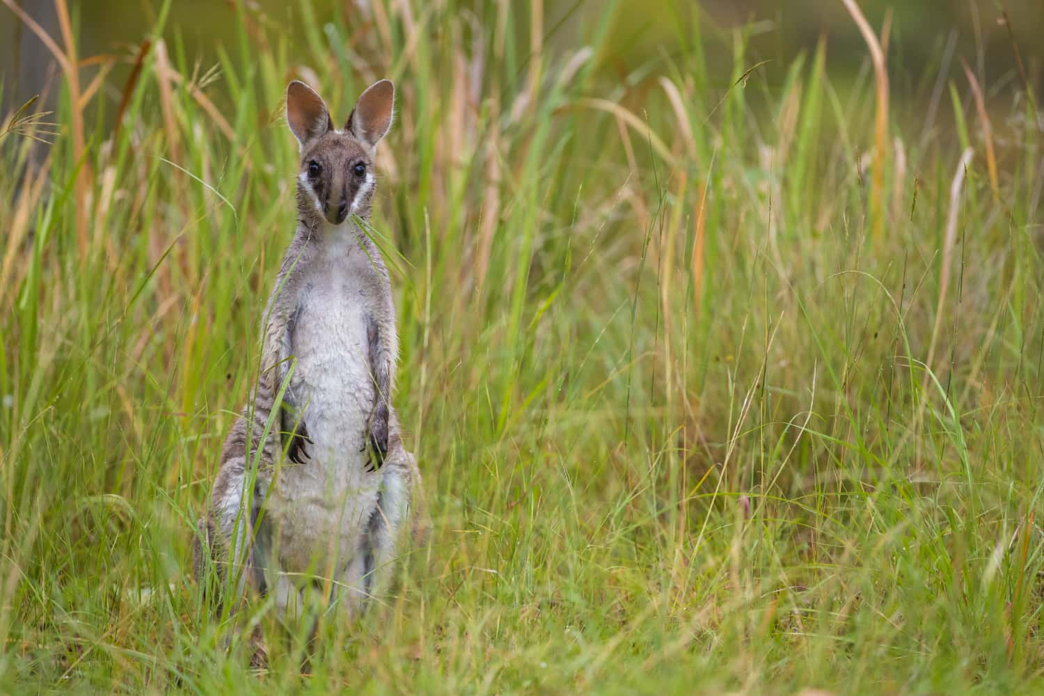 FAQs | Bird Trails Tropical North Queensland