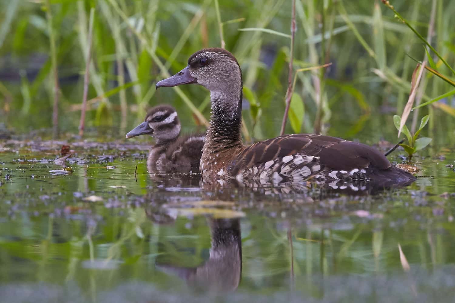 Birds | Bird Trails Tropical North Queensland