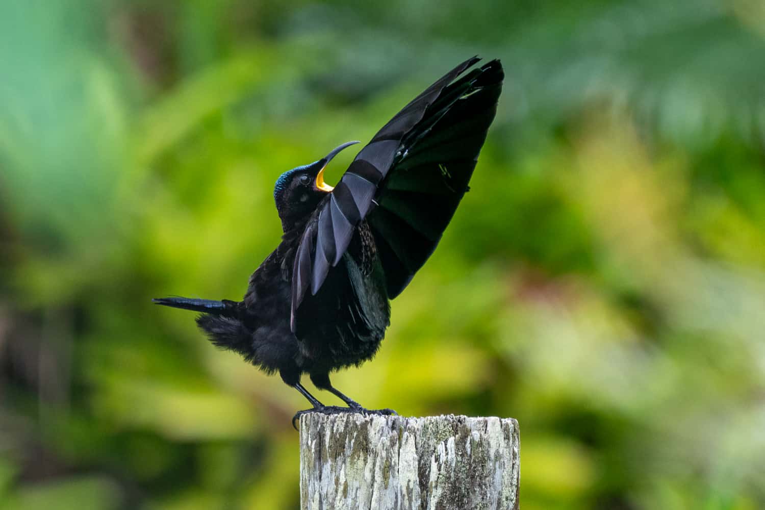 Cassowary Tours | Bird Trails Tropical North Queensland