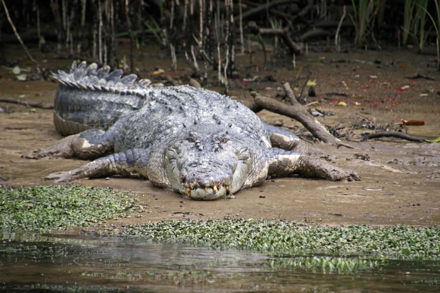 Daintree Boatman Wildlife Cruises | Bird Trails Tropical North Queensland