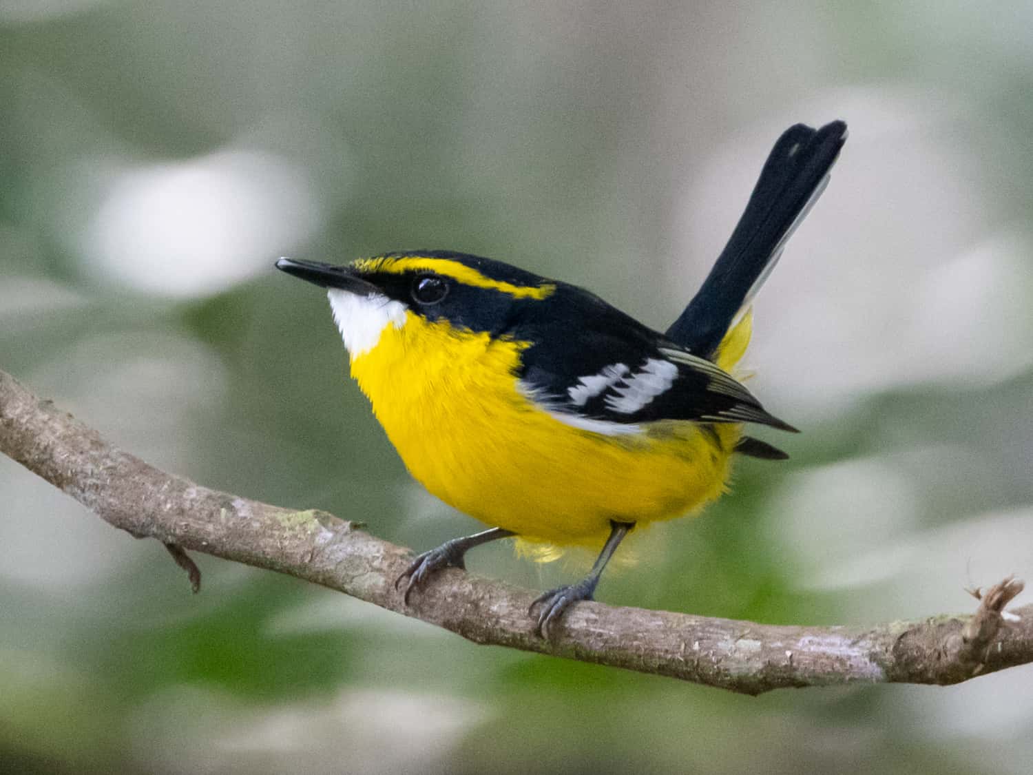 BirdFinder | Bird Trails Tropical North Queensland