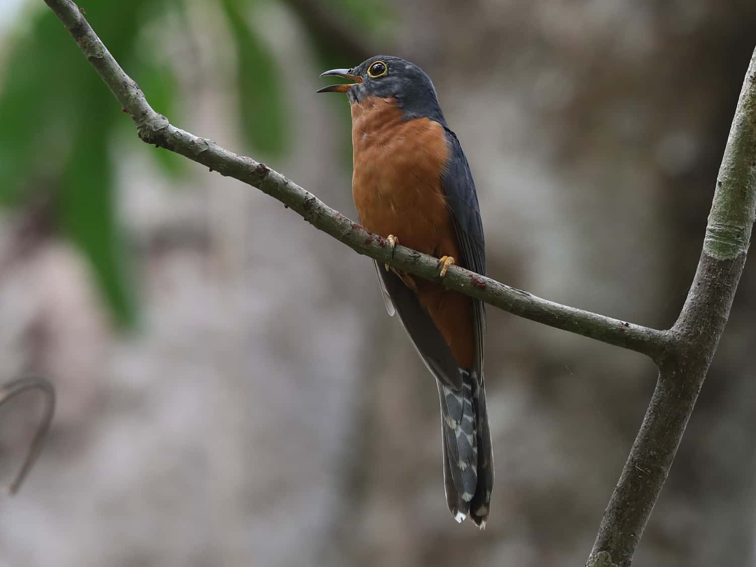 BirdFinder | Bird Trails Tropical North Queensland