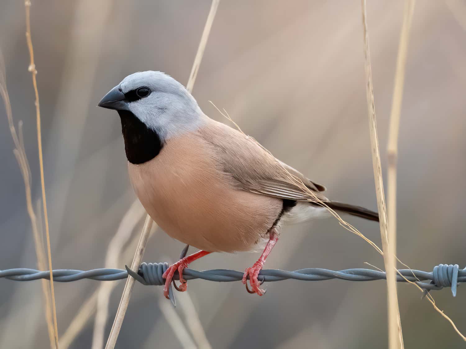 BirdFinder | Bird Trails Tropical North Queensland