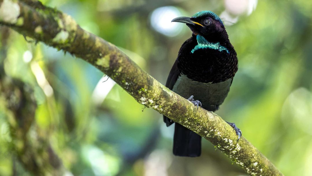 Bird Trails Tropical North Queensland | All the best birding sites ...