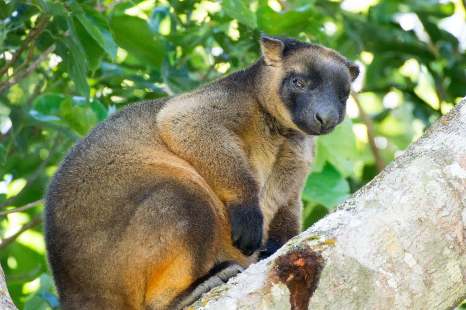 Cassowary Tours | Bird Trails Tropical North Queensland