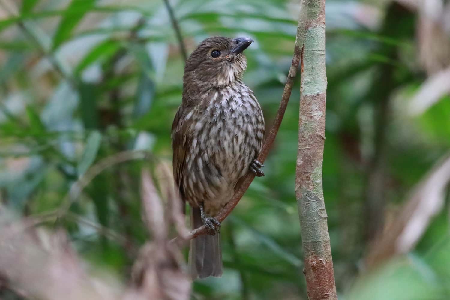 Wet Tropic Endemics | Bird Trails Tropical North Queensland