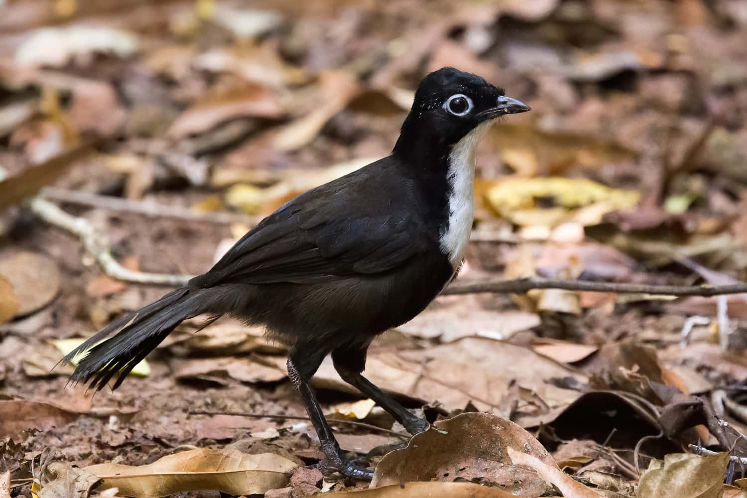 Wet Tropic Endemics | Bird Trails Tropical North Queensland