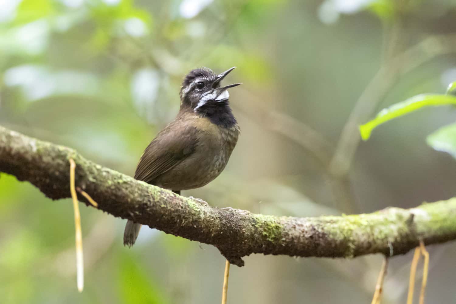 Wet Tropic Endemics | Bird Trails Tropical North Queensland