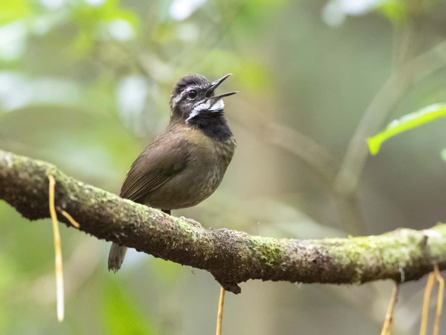 BirdFinder | Bird Trails Tropical North Queensland