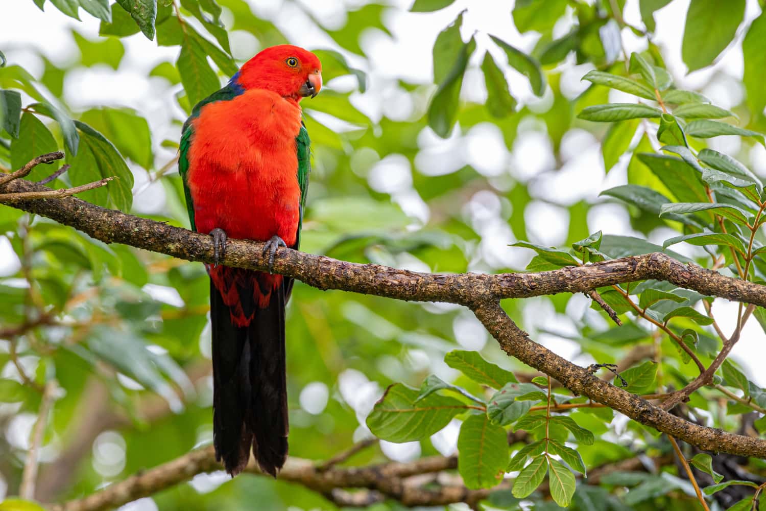 BirdFinder | Bird Trails Tropical North Queensland