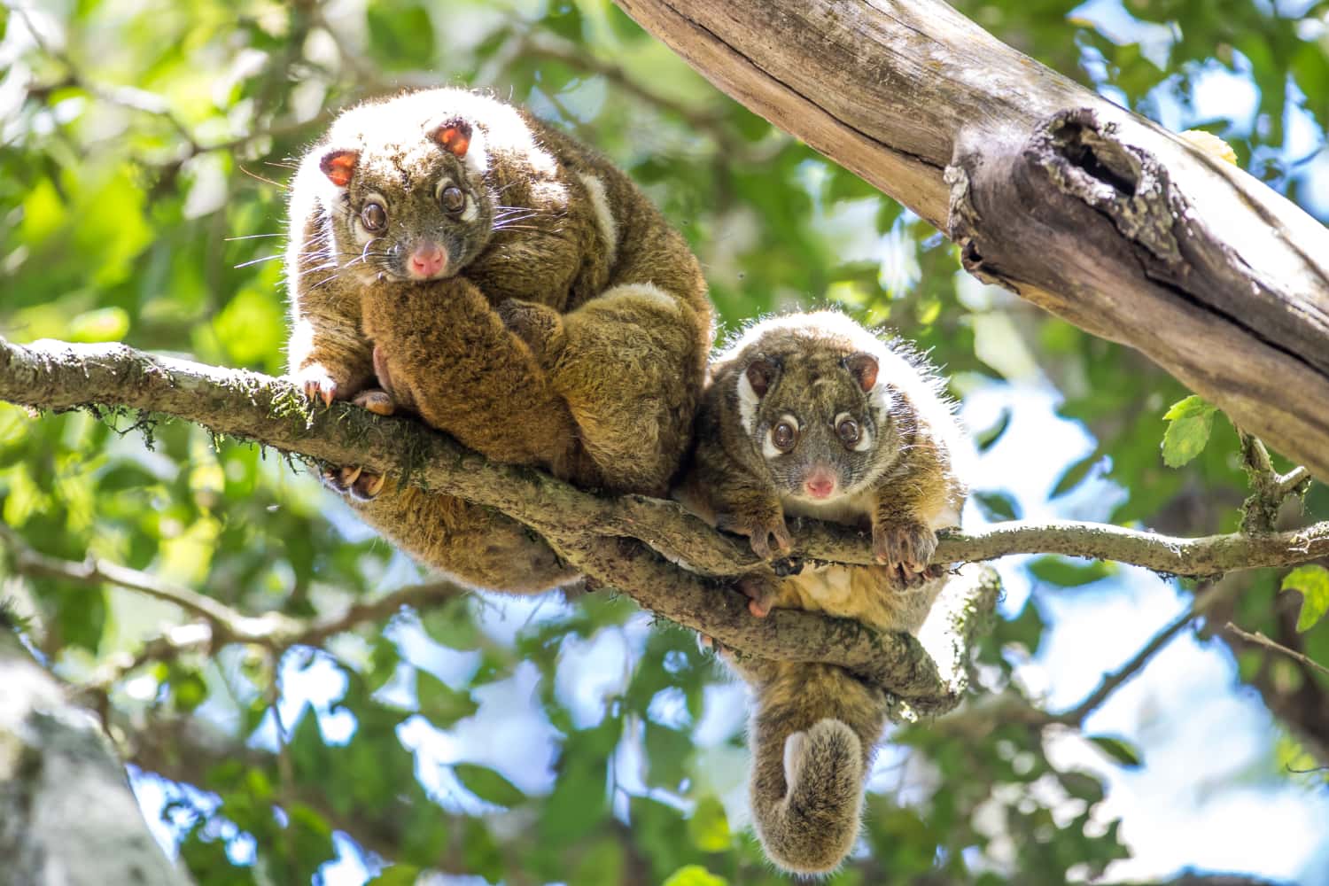 BirdFinder | Bird Trails Tropical North Queensland