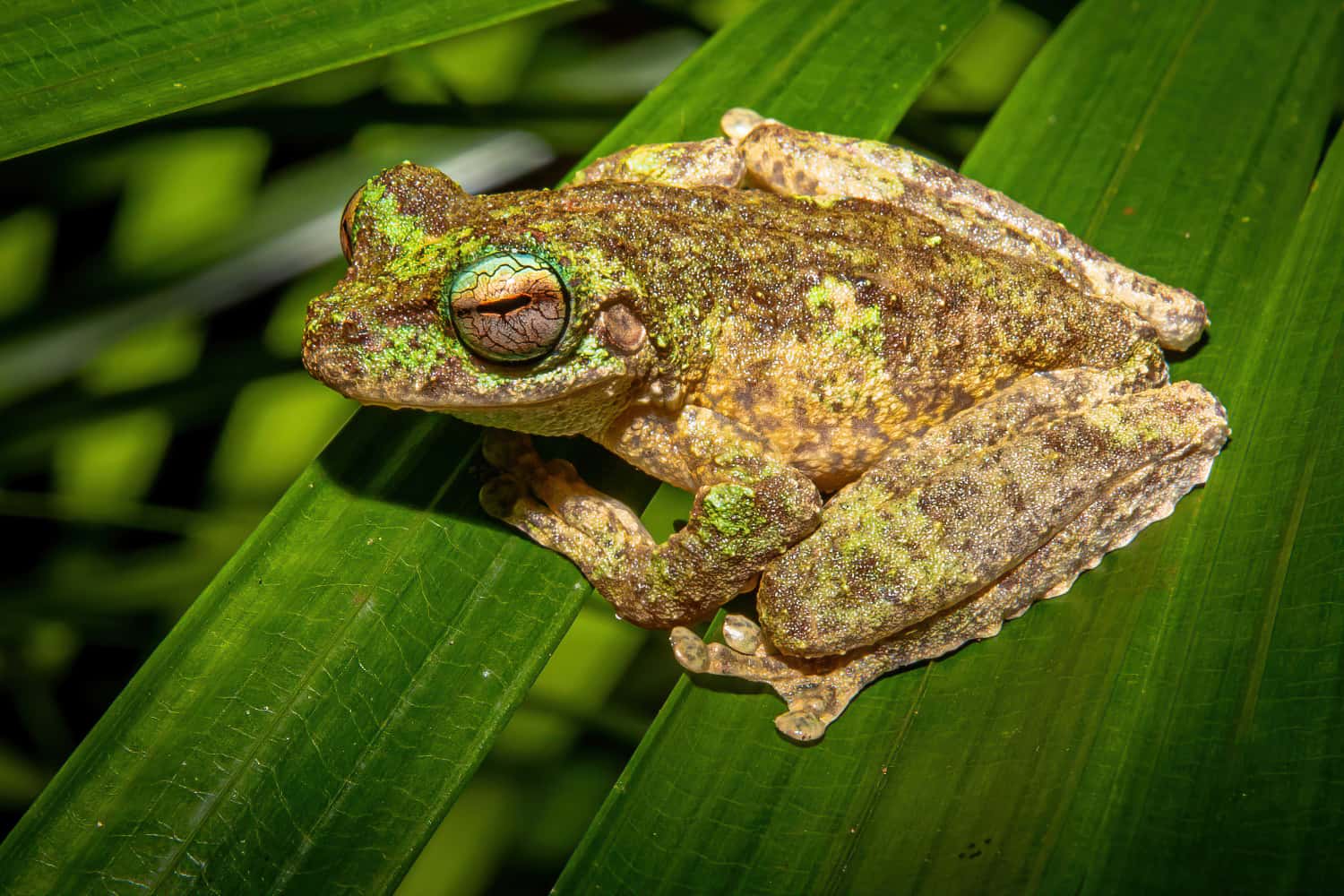 Quiz | Bird Trails Tropical North Queensland