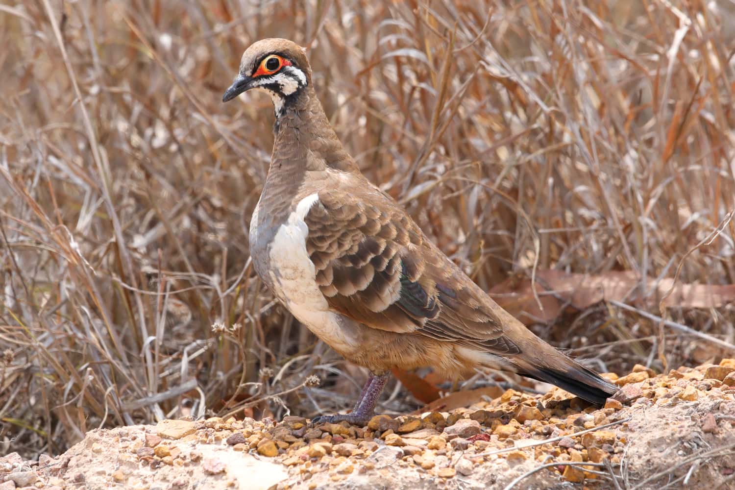 Recent Taxonomic Changes | Bird Trails Tropical North Queensland