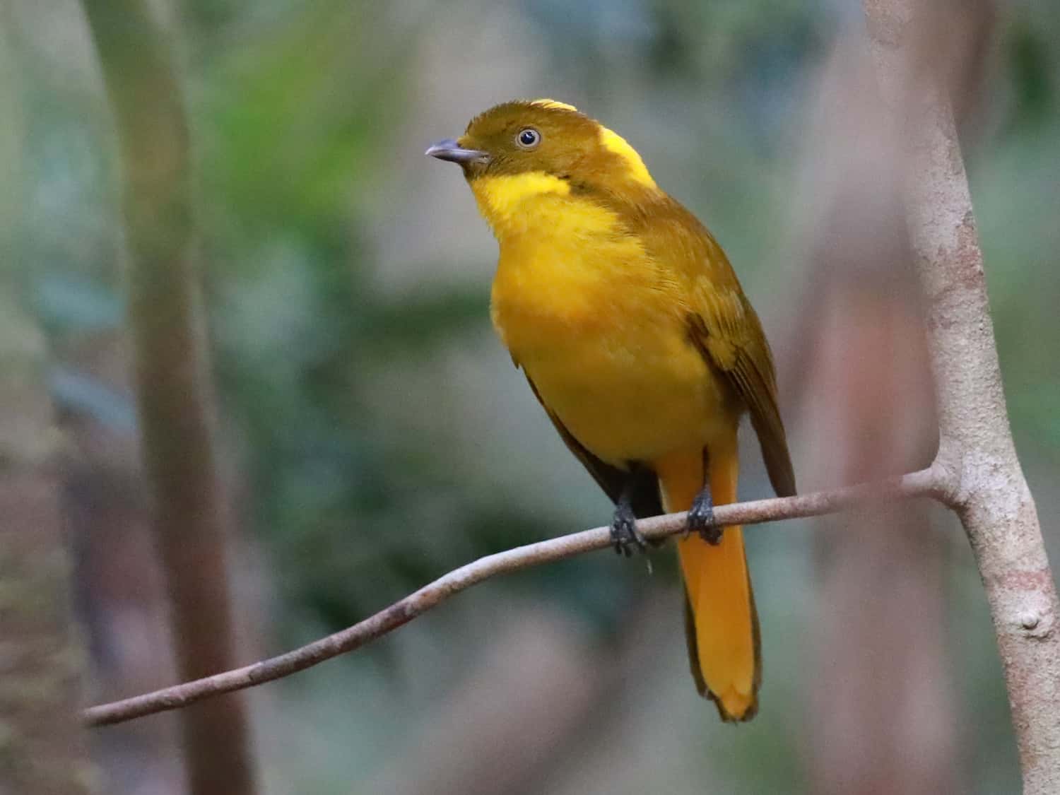 BirdFinder | Bird Trails Tropical North Queensland