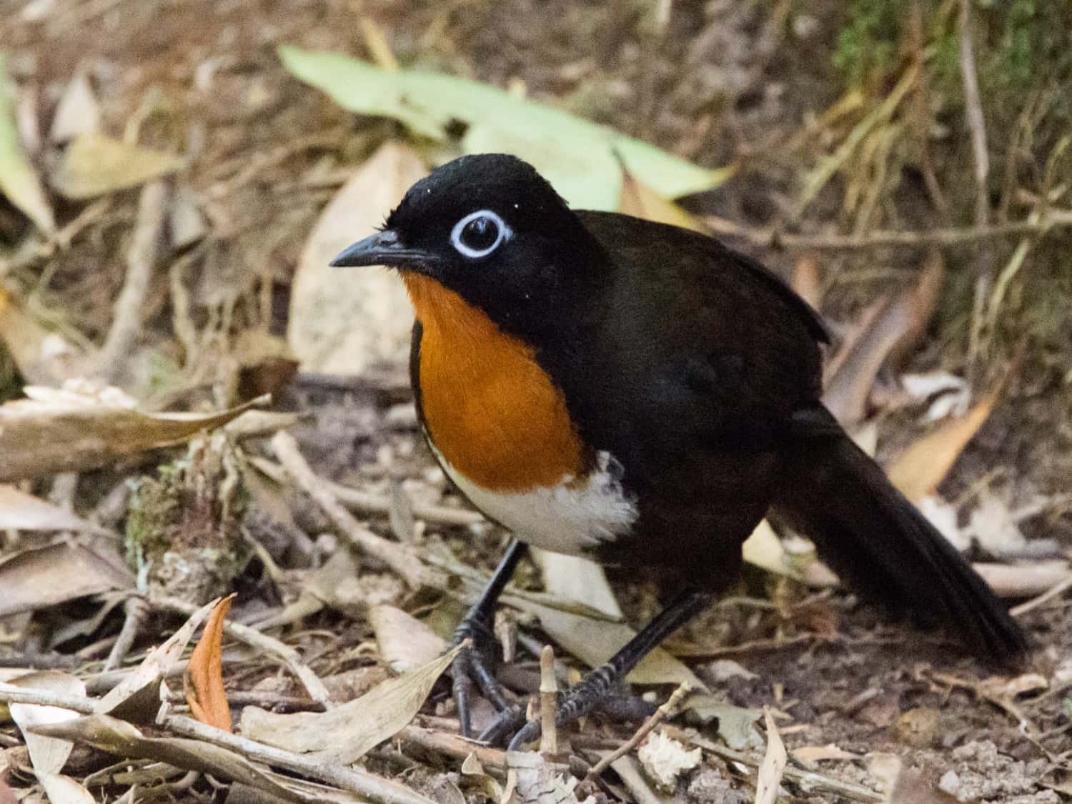 BirdFinder | Bird Trails Tropical North Queensland