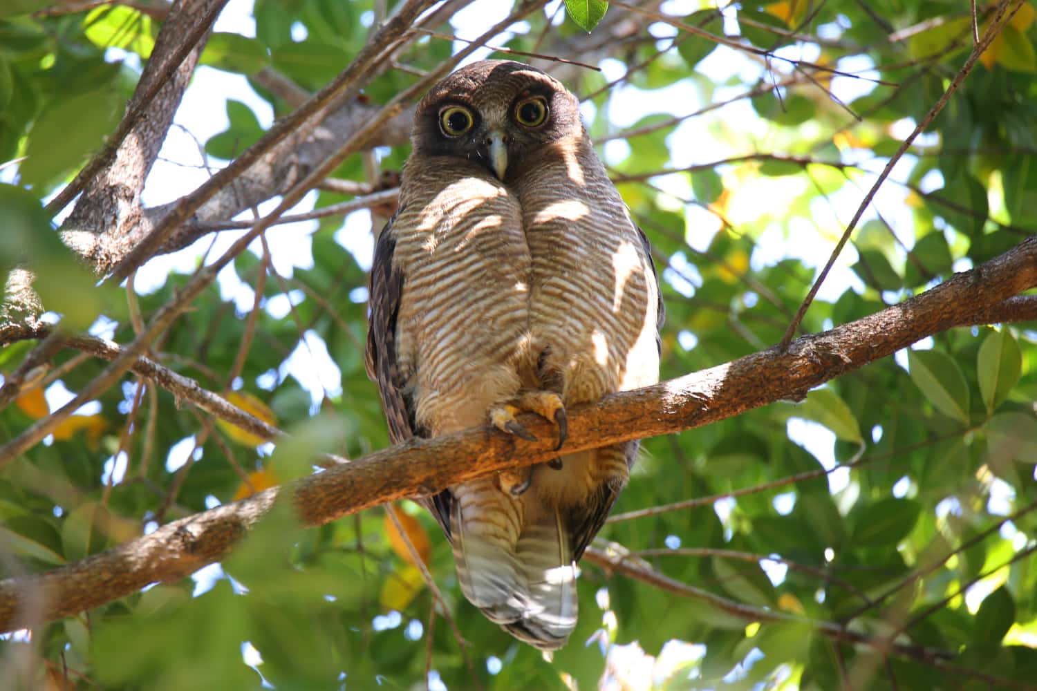 BirdFinder | Bird Trails Tropical North Queensland